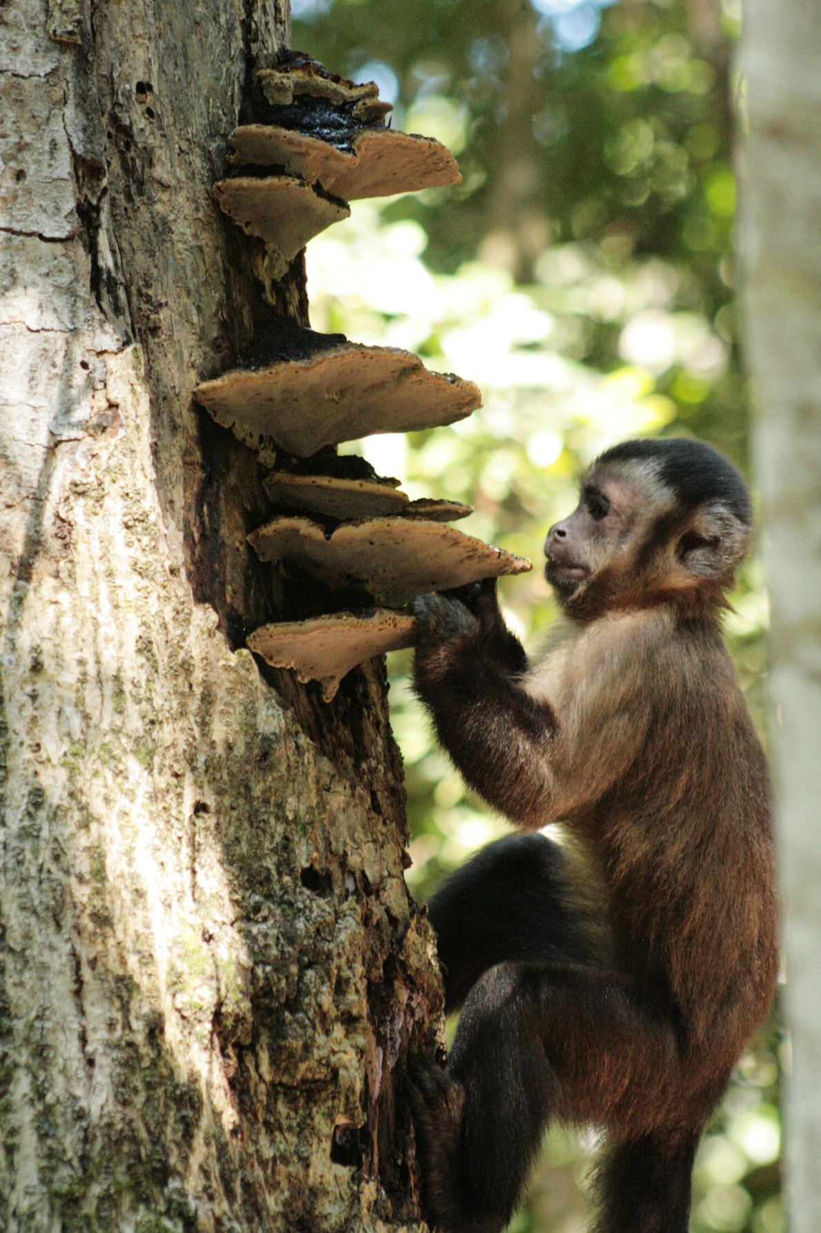 Innovative campaign will transfer control of land to the animals that ...